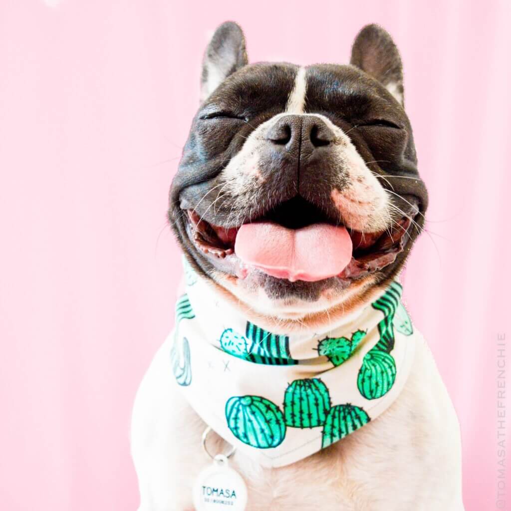 How To Make Your Dog Instagram Famous And Take Over The World Plann